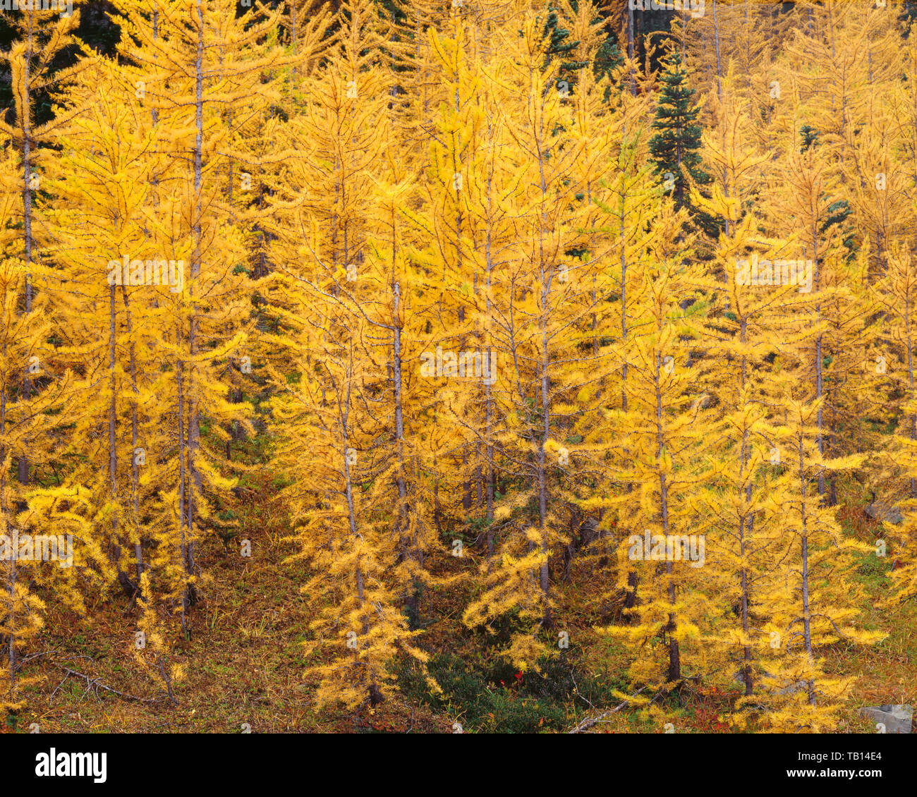 USA, Washington, Okanogan-Wenatchee National Forest, Grove of immature ...