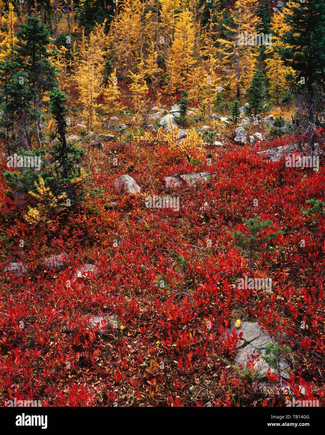 USA, Washington, Okanogan-Wenatchee National Forest, Autumn color of ...
