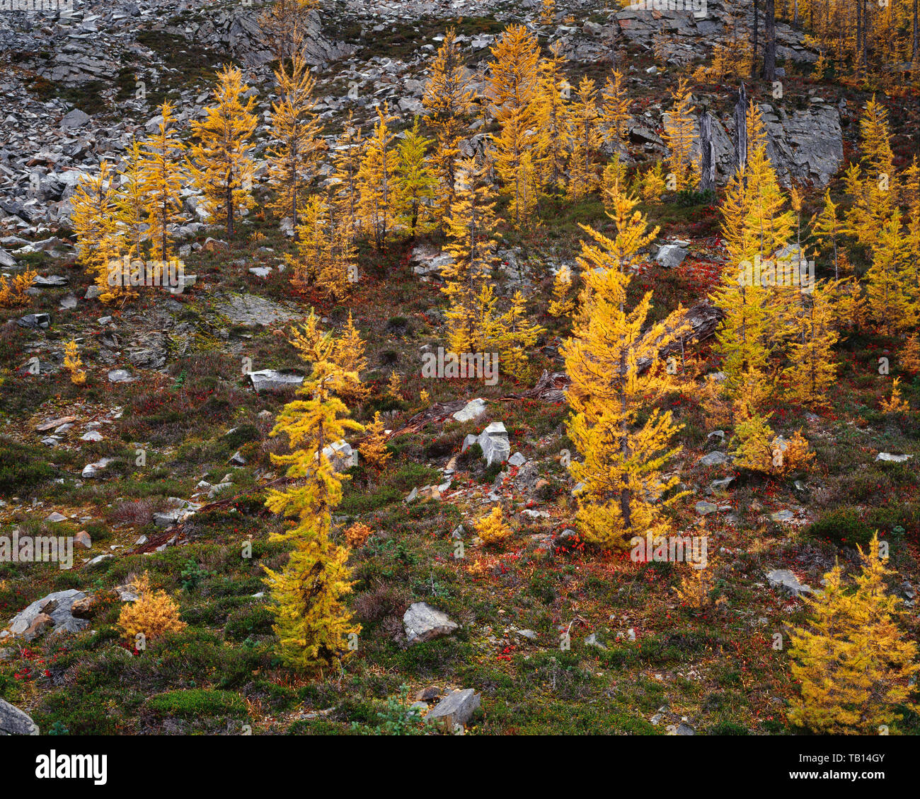 USA, Washington, Okanogan-Wenatchee National Forest, Scattered grove of ...