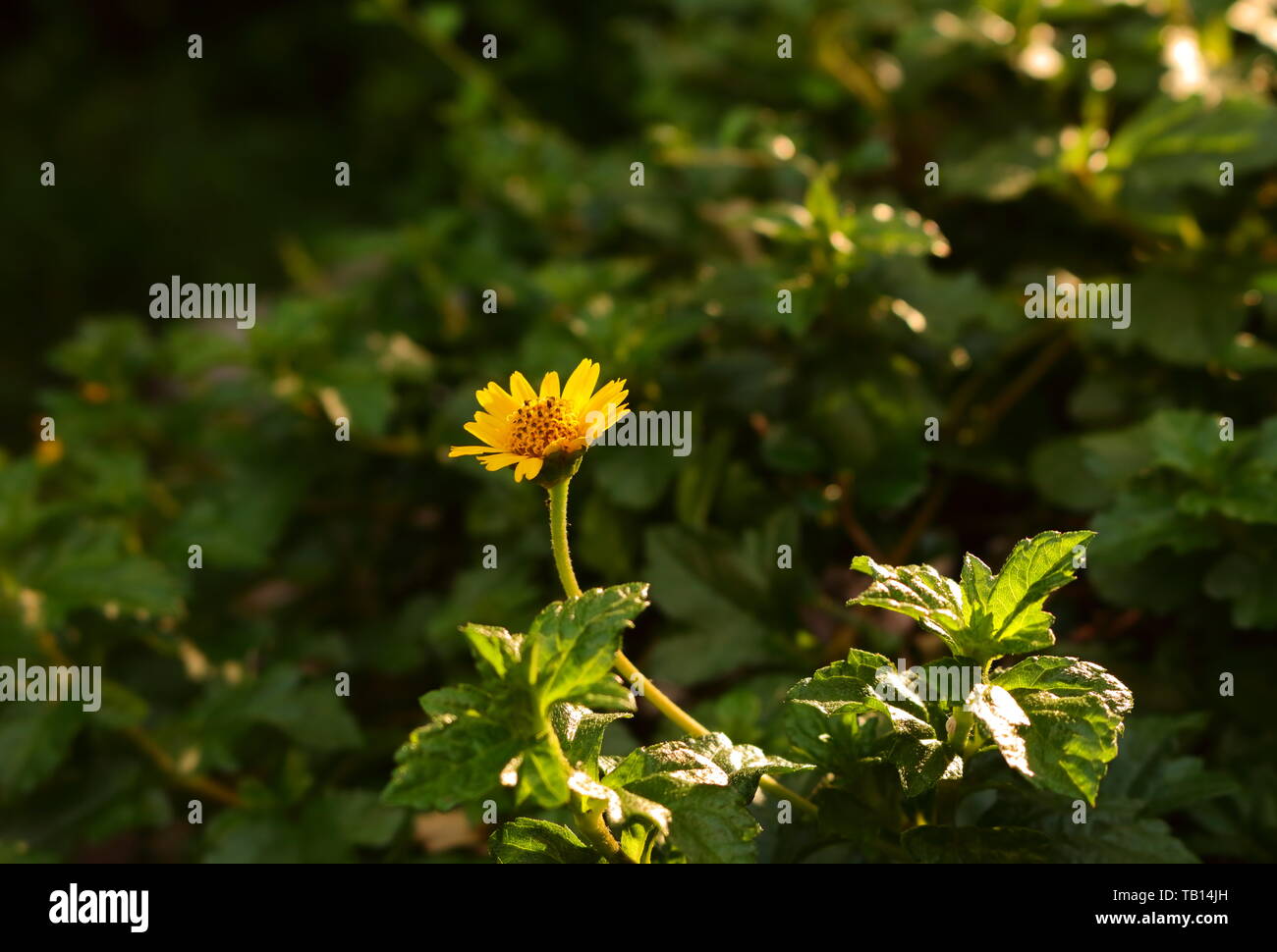 Closeup pollen of single creeping daisy flower in the morning on sunny ...