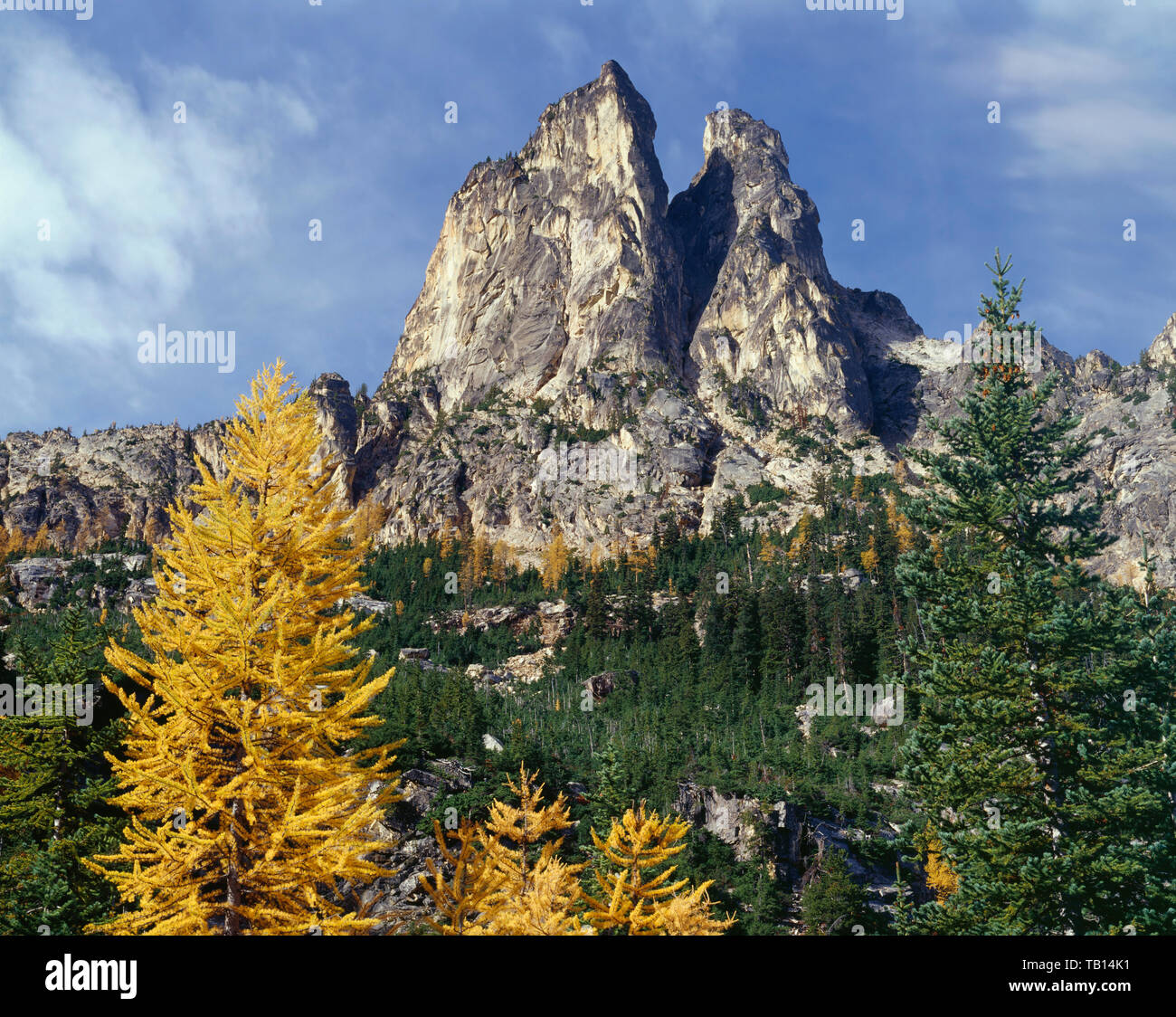 USA, Washington, Okanogan-Wenatchee National Forest, Alpine larch ...