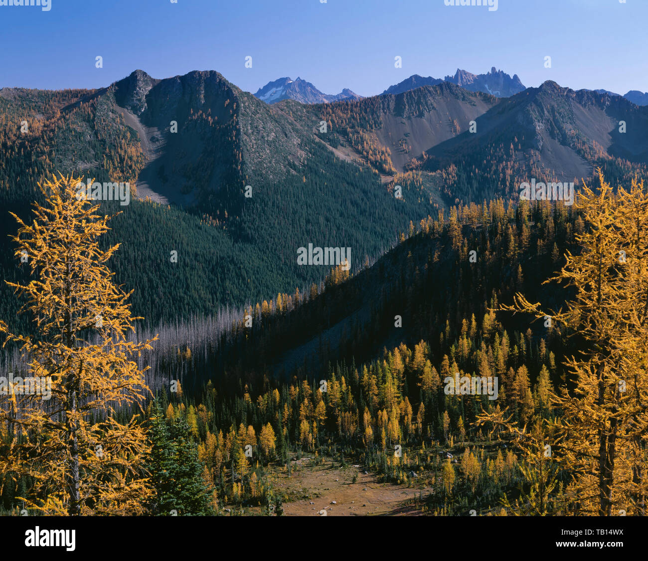 USA, Washington, Okanogan-Wenatchee National Forest, Autumn view south ...