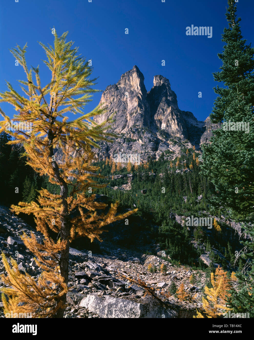 USA, Washington, Okanogan-Wenatchee National Forest, Alpine larch ...