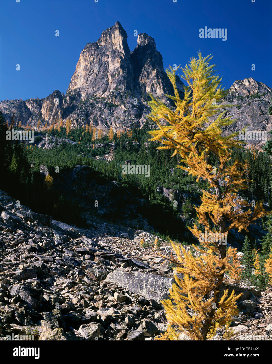 USA, Washington, Okanogan-Wenatchee National Forest, Alpine larch ...