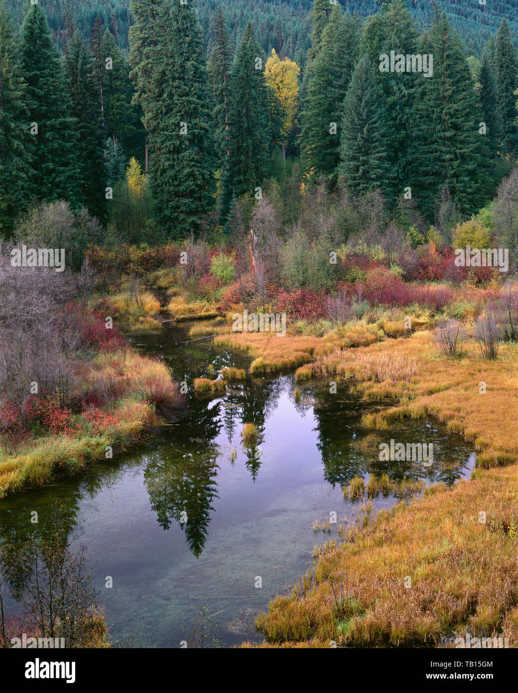 USA, Washington, Okanogan-Wenatchee National Forest, Opening in ...
