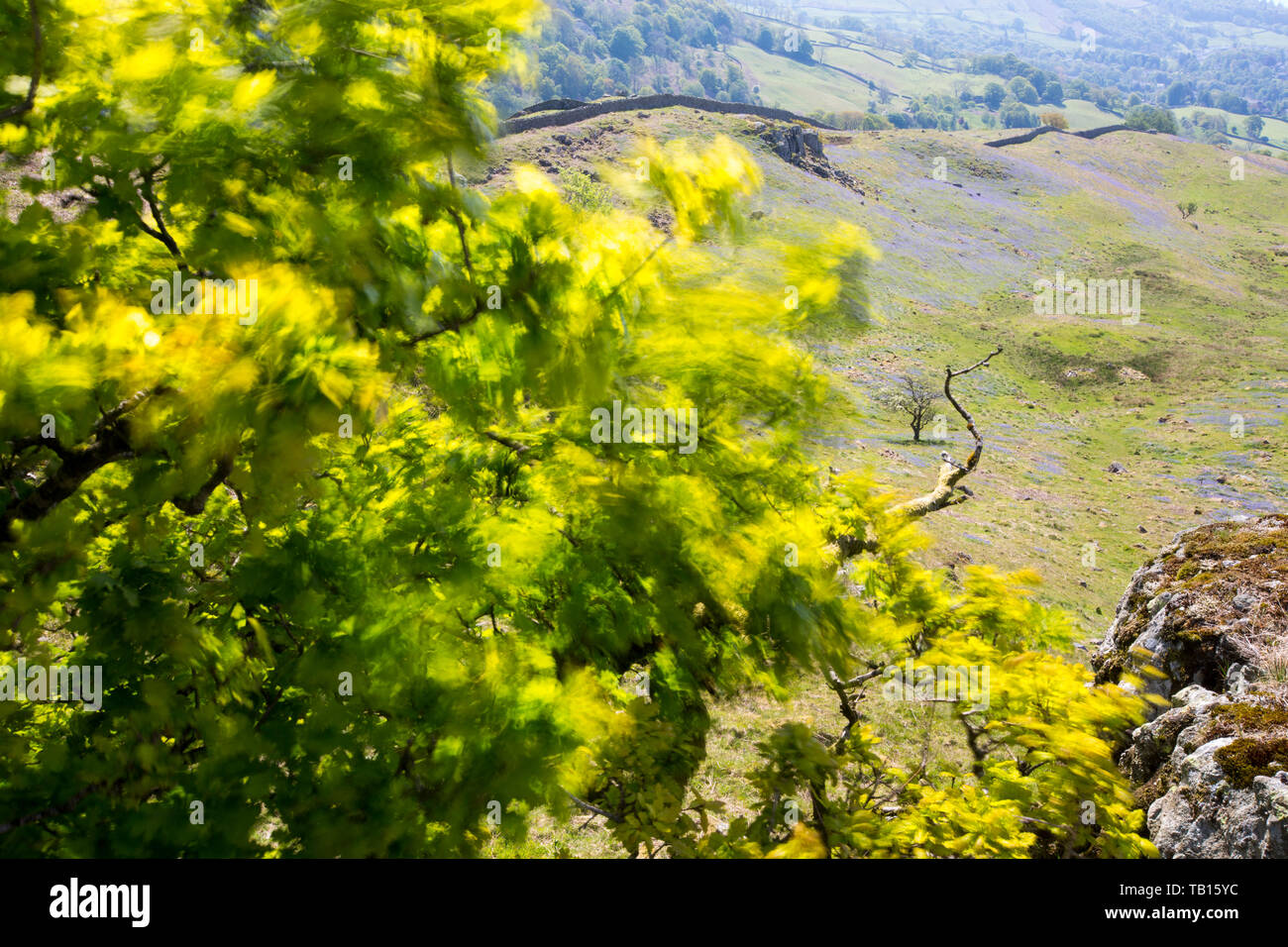 Tree Blowing In The Wind High Resolution Stock Photography and Images ...