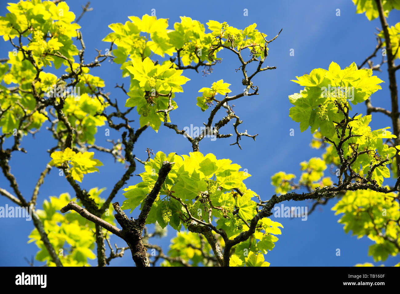 Spring leaves and flowers on a Sycamore Tree Stock Photo - Alamy