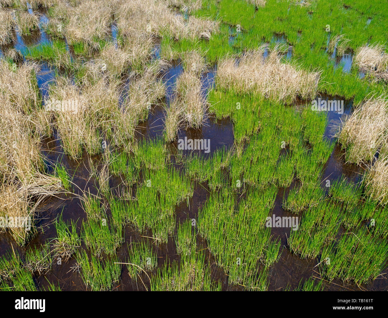 Tall marsh plant hi-res stock photography and images - Alamy