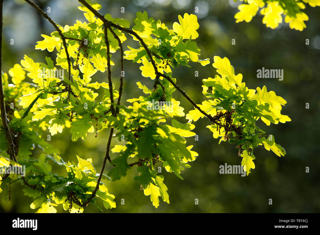 Spring leaves and flowers on an Oak Tree Stock Photo - Alamy