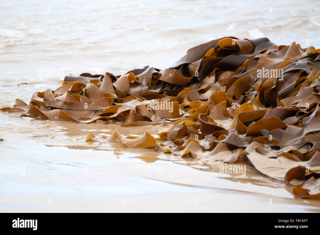 brown kelp seaweed on the sea beach Stock Photo - Alamy