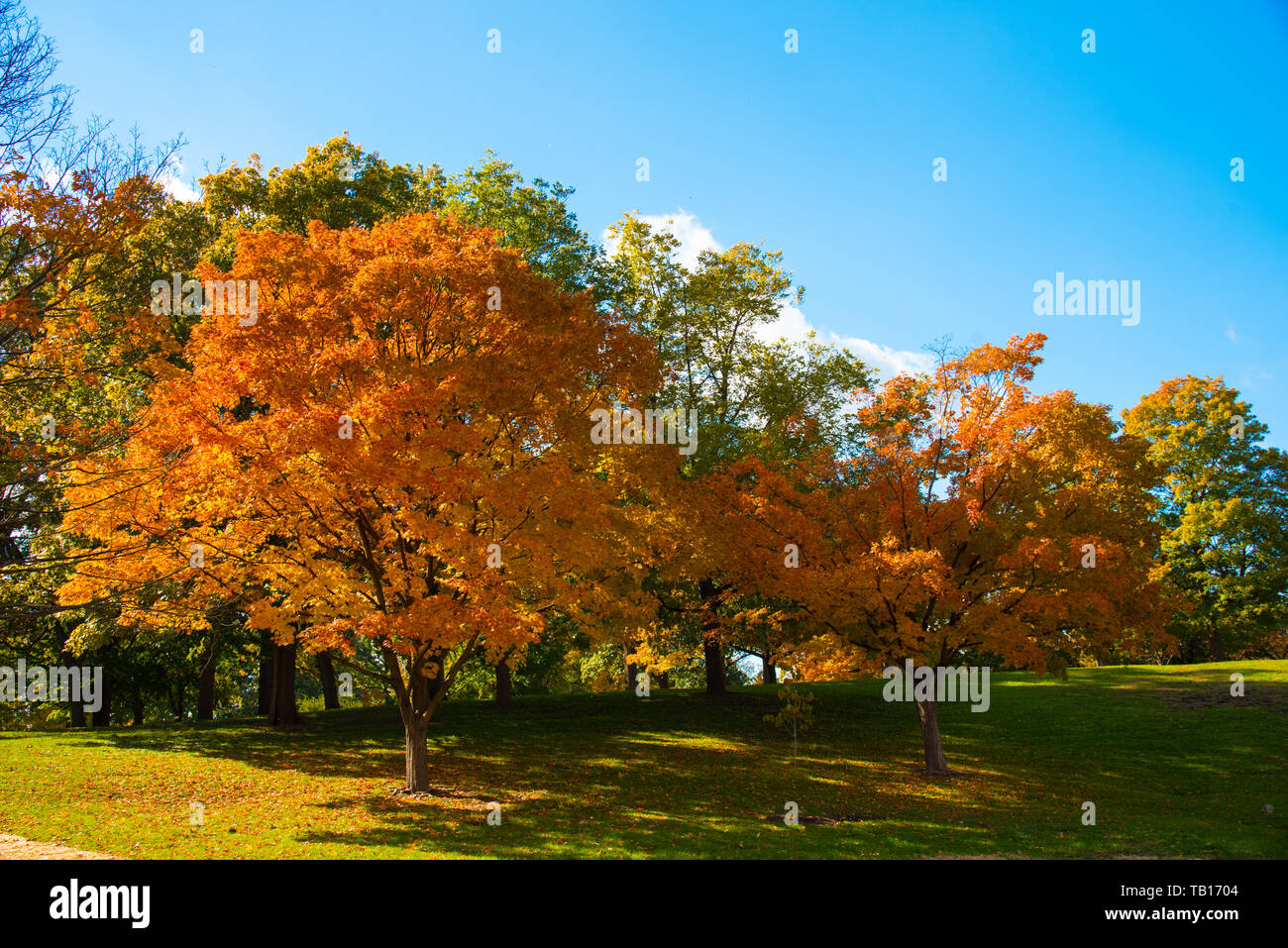 Fall leaves tree Indiana National Park Stock Photo - Alamy