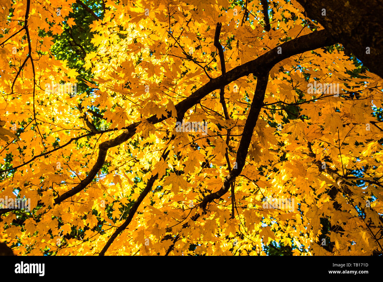 Indiana fall foliage water reflection hi-res stock photography and ...