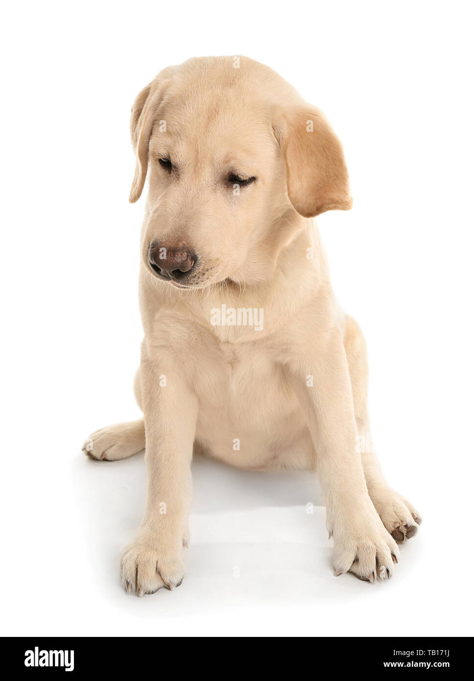 Adorable labrador dog on white background Stock Photo - Alamy
