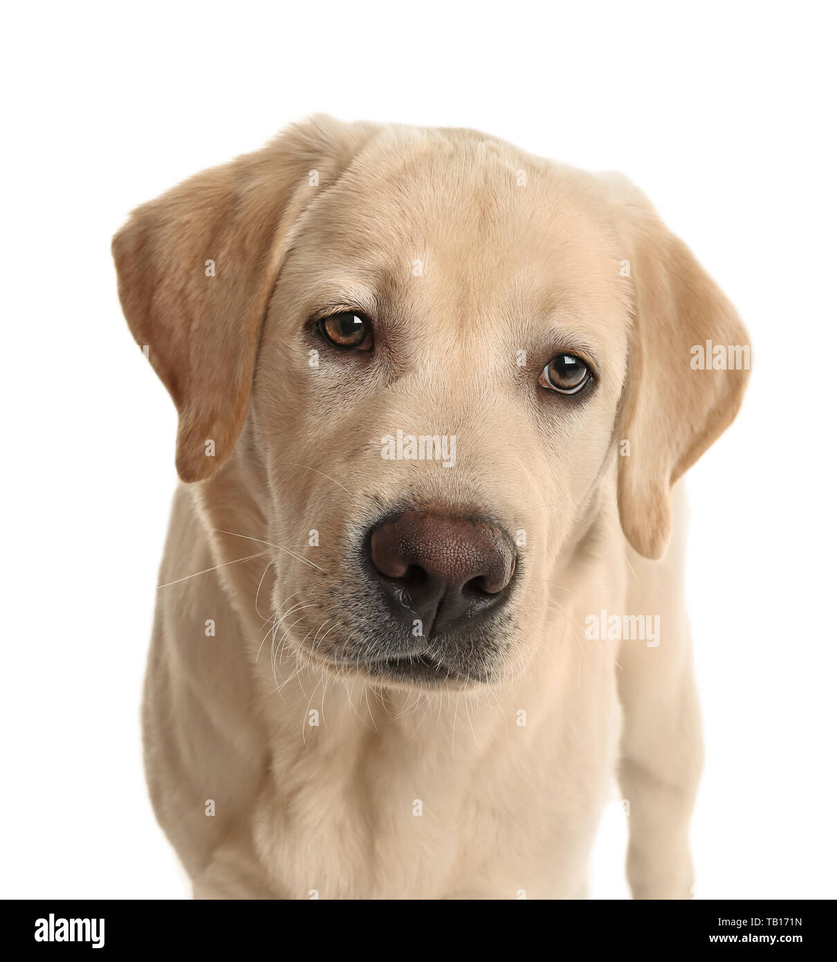 Adorable labrador dog on white background Stock Photo - Alamy