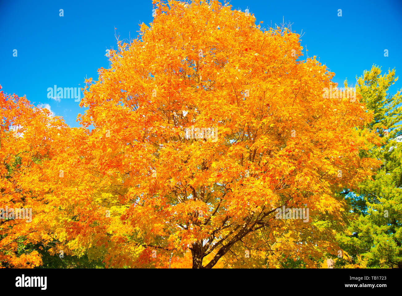 Indiana fall foliage water reflection hi-res stock photography and ...