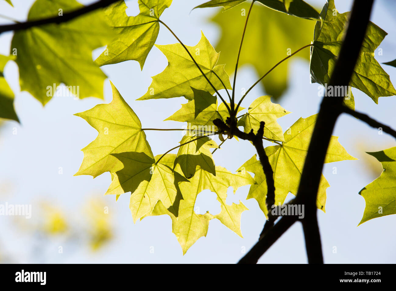 leaves on a Maple tree Stock Photo - Alamy