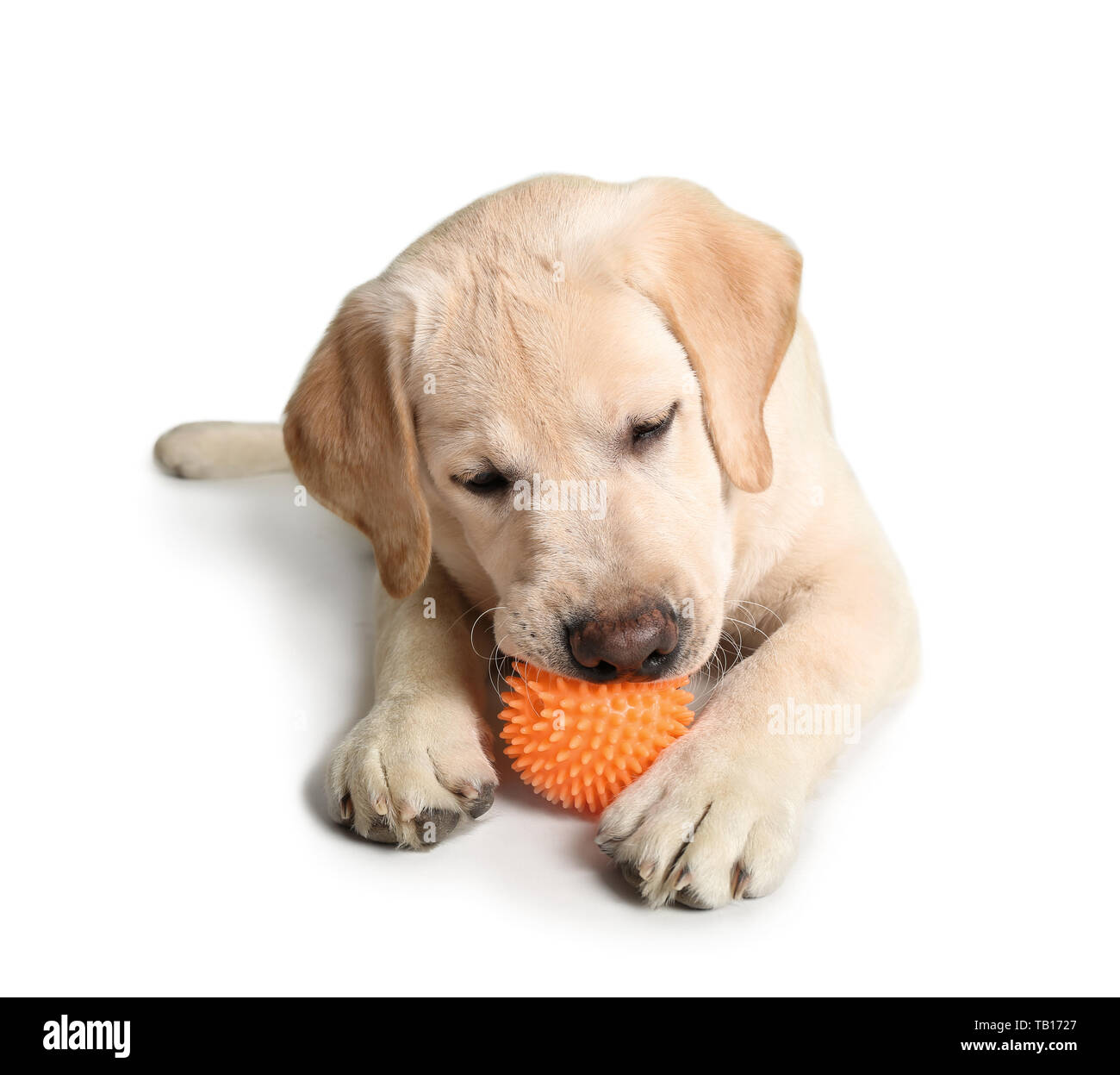 Adorable labrador dog with ball on white background Stock Photo - Alamy
