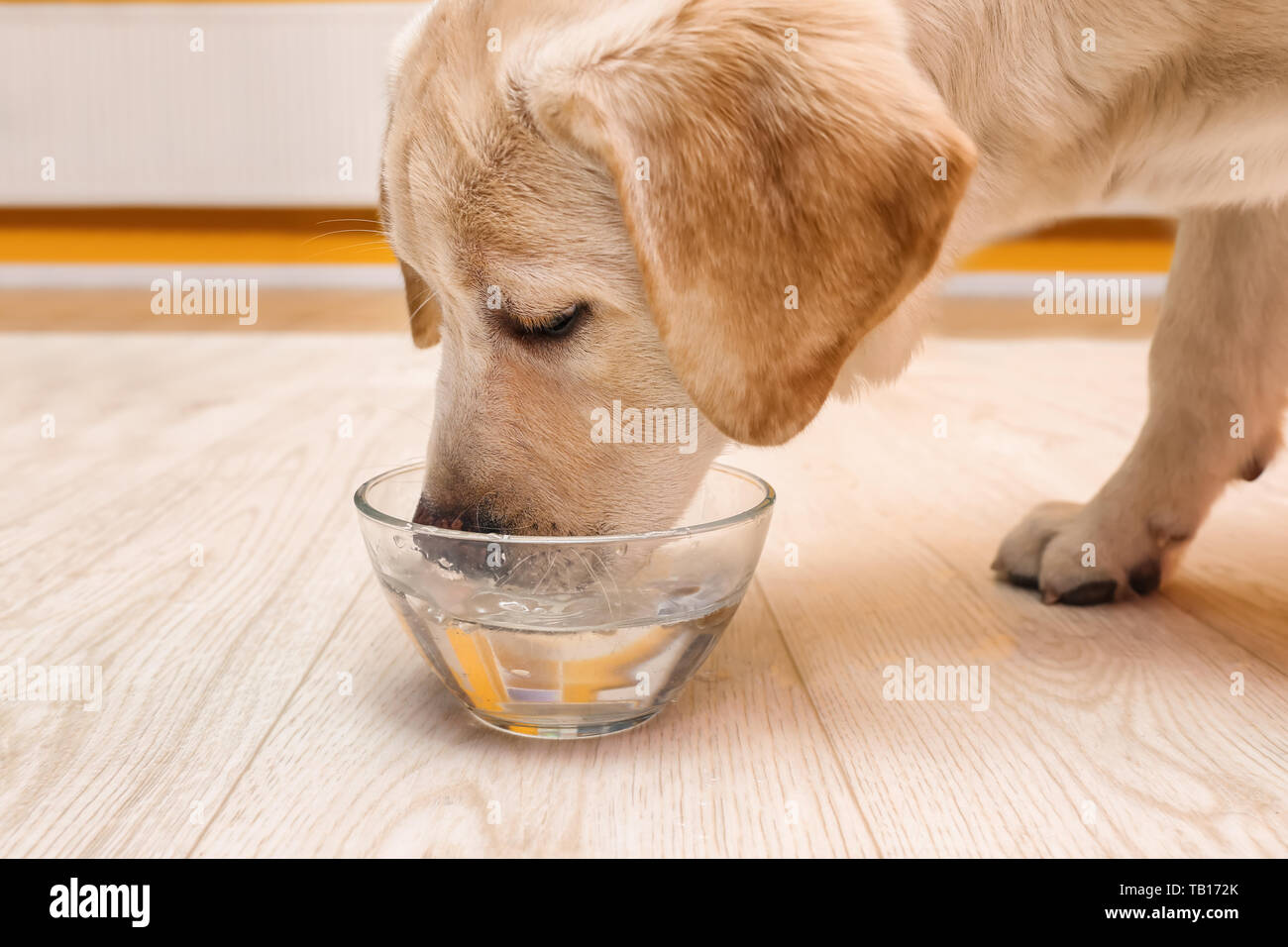 White labrador drinking water from bowl hi-res stock photography and ...