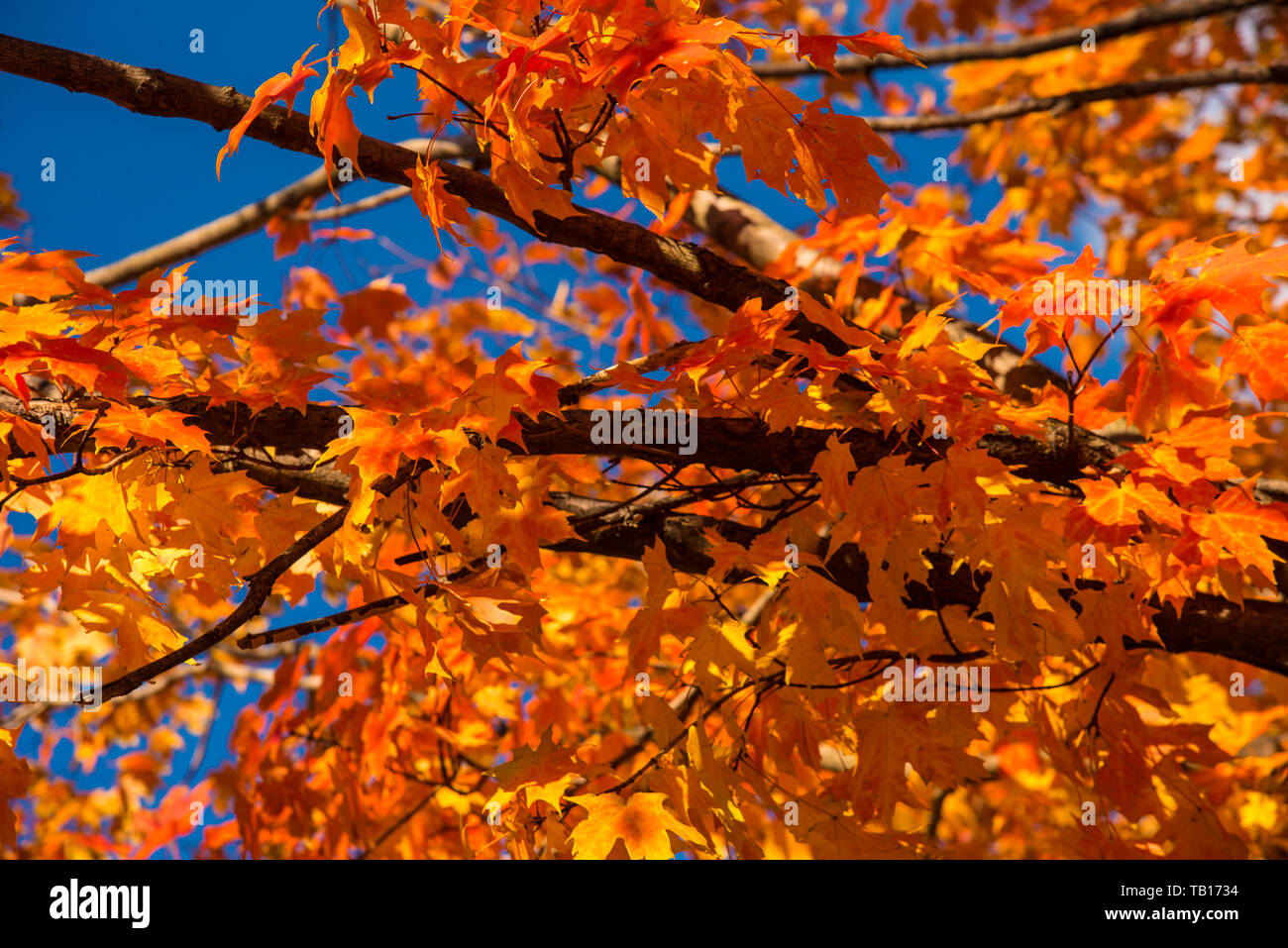 Indiana fall scene hi-res stock photography and images - Alamy