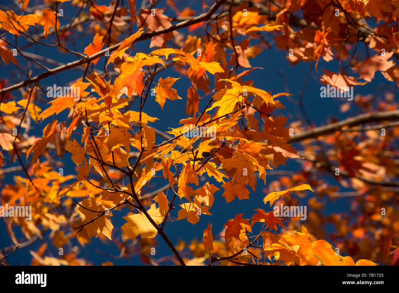 Fall leaves tree Indiana National Park Stock Photo - Alamy