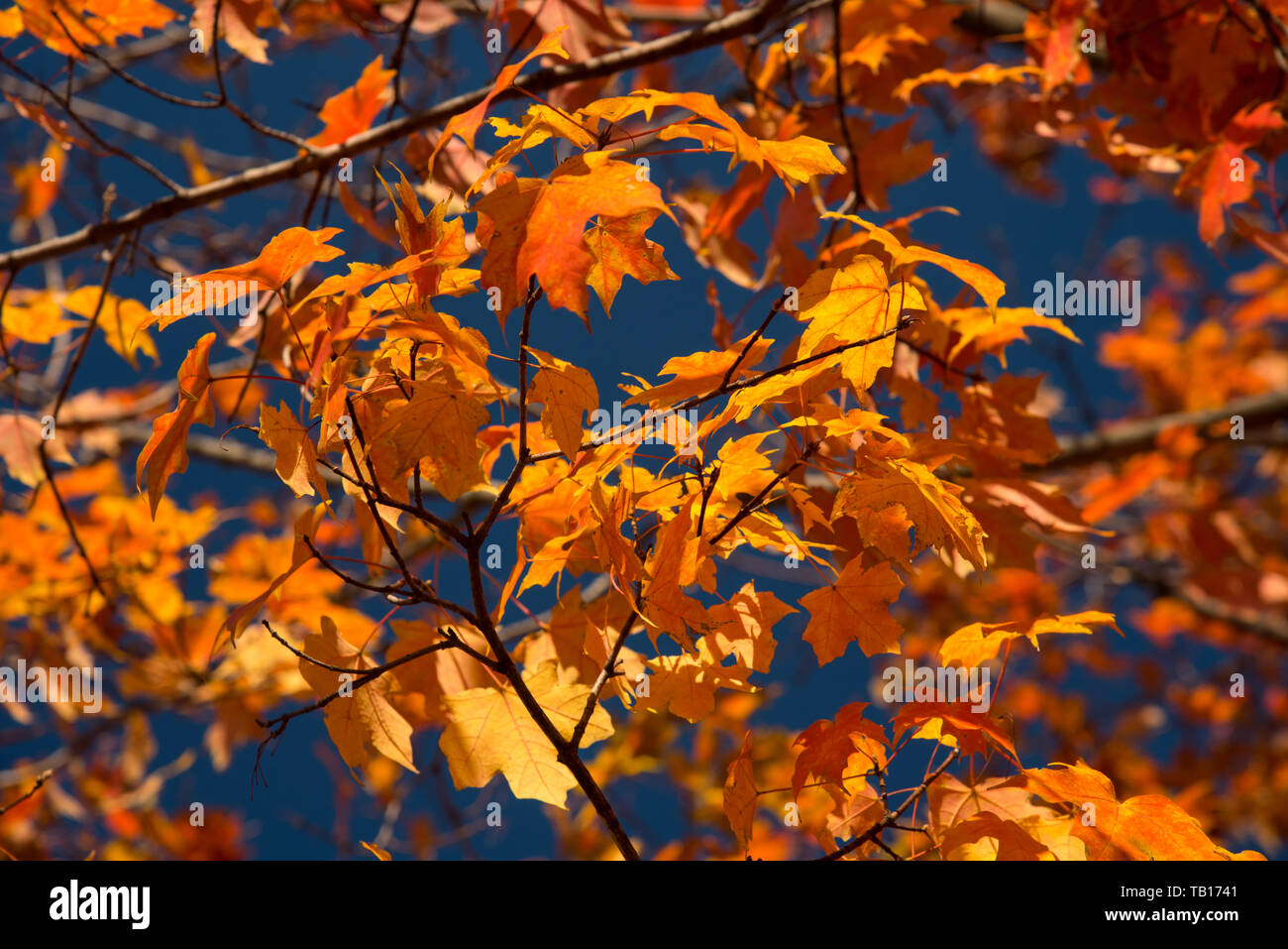 Fall leaves tree Indiana National Park Stock Photo - Alamy