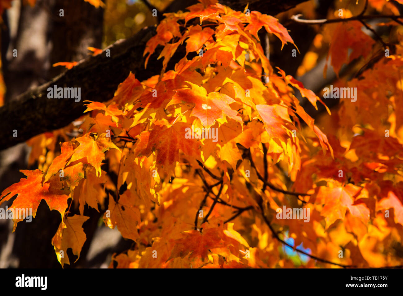 Fall leaves tree Indiana National Park Stock Photo - Alamy