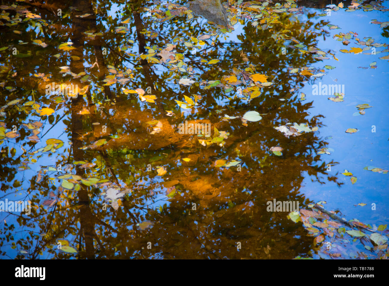 Fall leaves tree Indiana National Park Stock Photo - Alamy