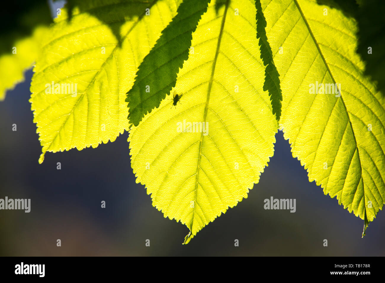 A fly on leaves on a Horse Chestnut tree Stock Photo - Alamy