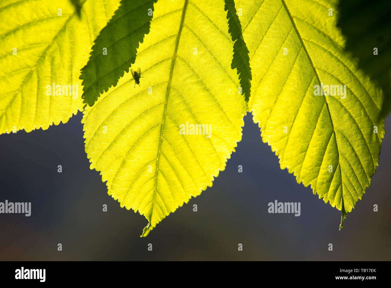 Fly on leaves hi-res stock photography and images - Alamy