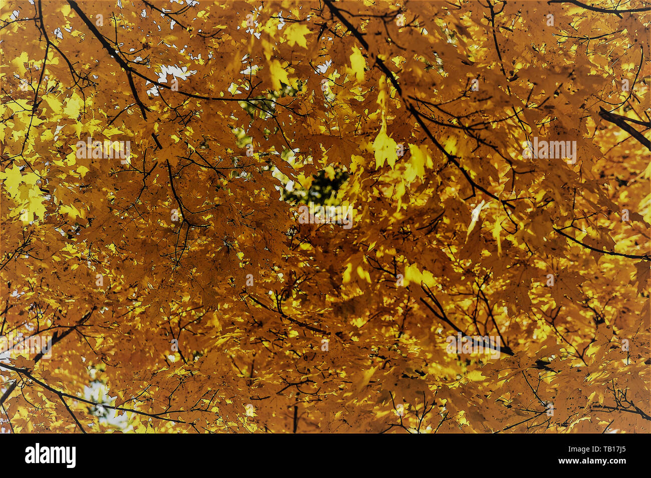 Indiana fall scenic hi-res stock photography and images - Alamy