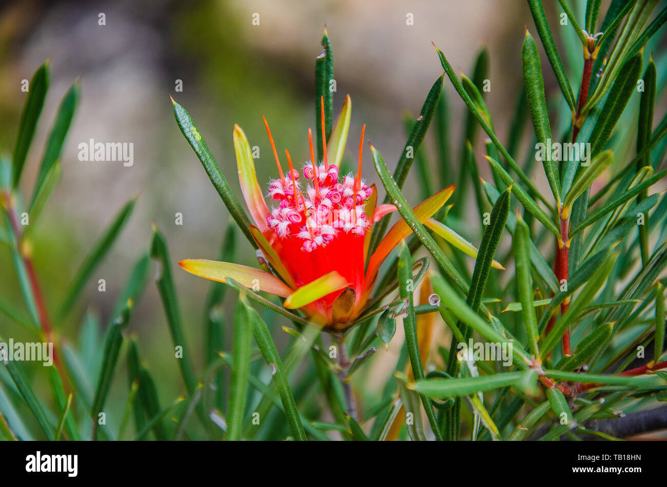 Australian Native Flora, mountain devi, Blue Mountains NSW, Australia ...