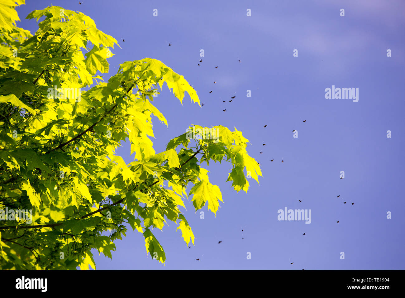 A swarm of insects around a Sycamore Tree Stock Photo - Alamy