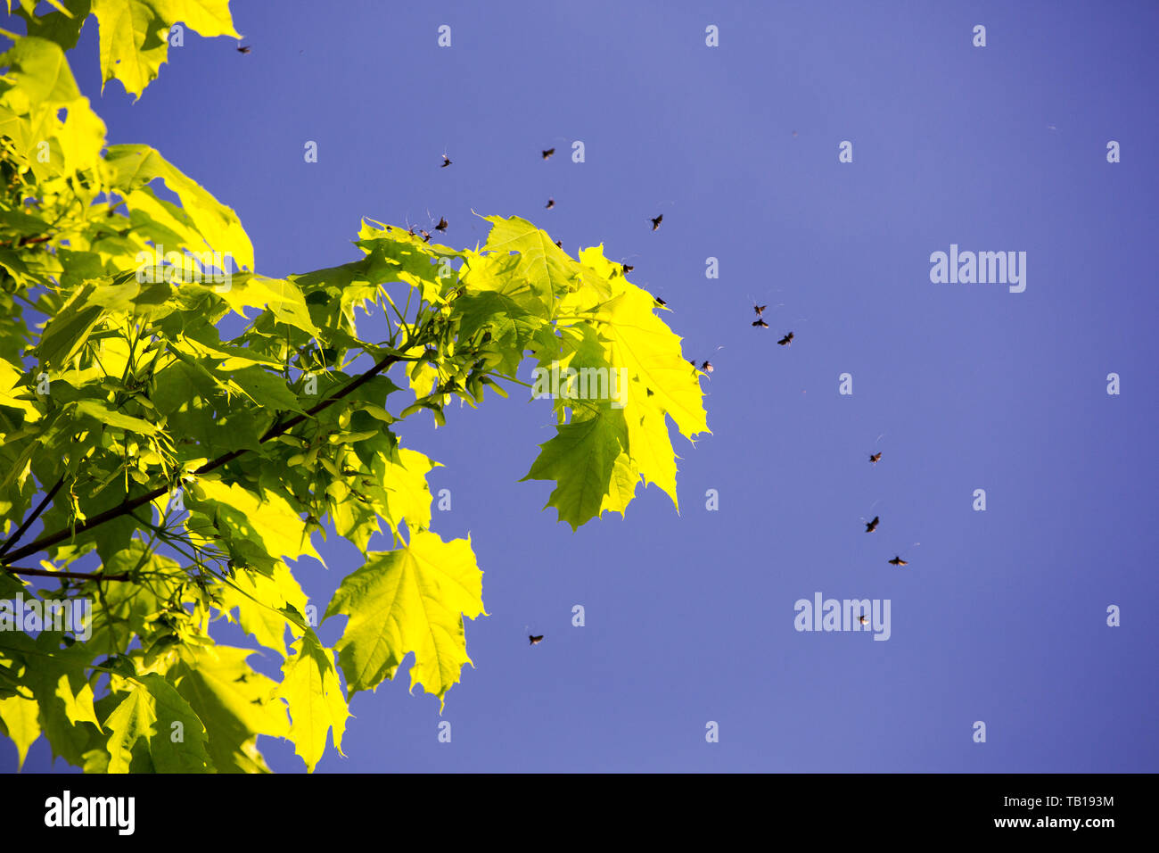 A swarm of insects around a Sycamore Tree Stock Photo - Alamy