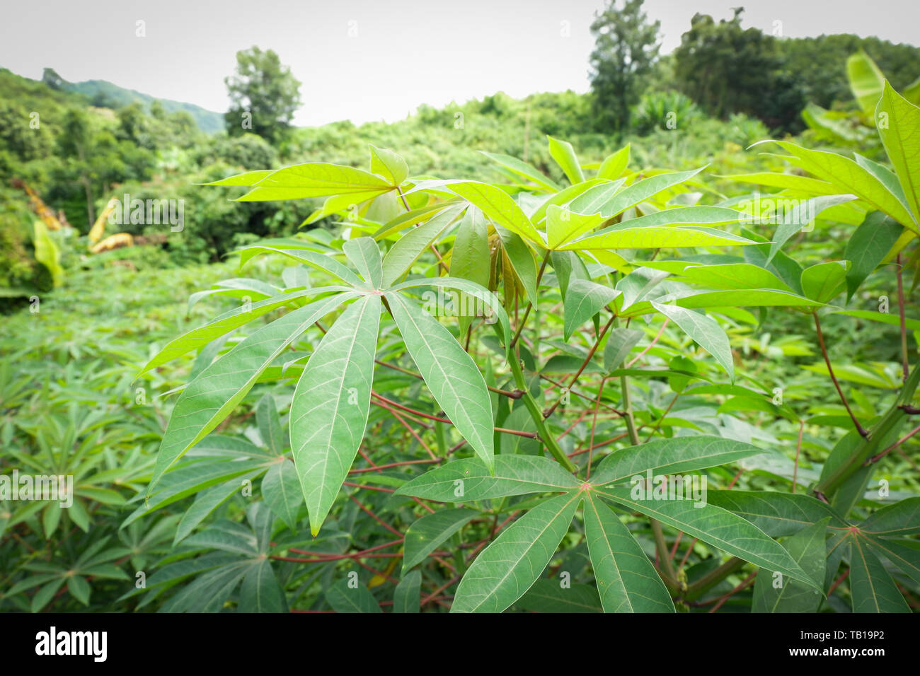 Green leaves cassava on branch tree in the cassava field agriculture ...