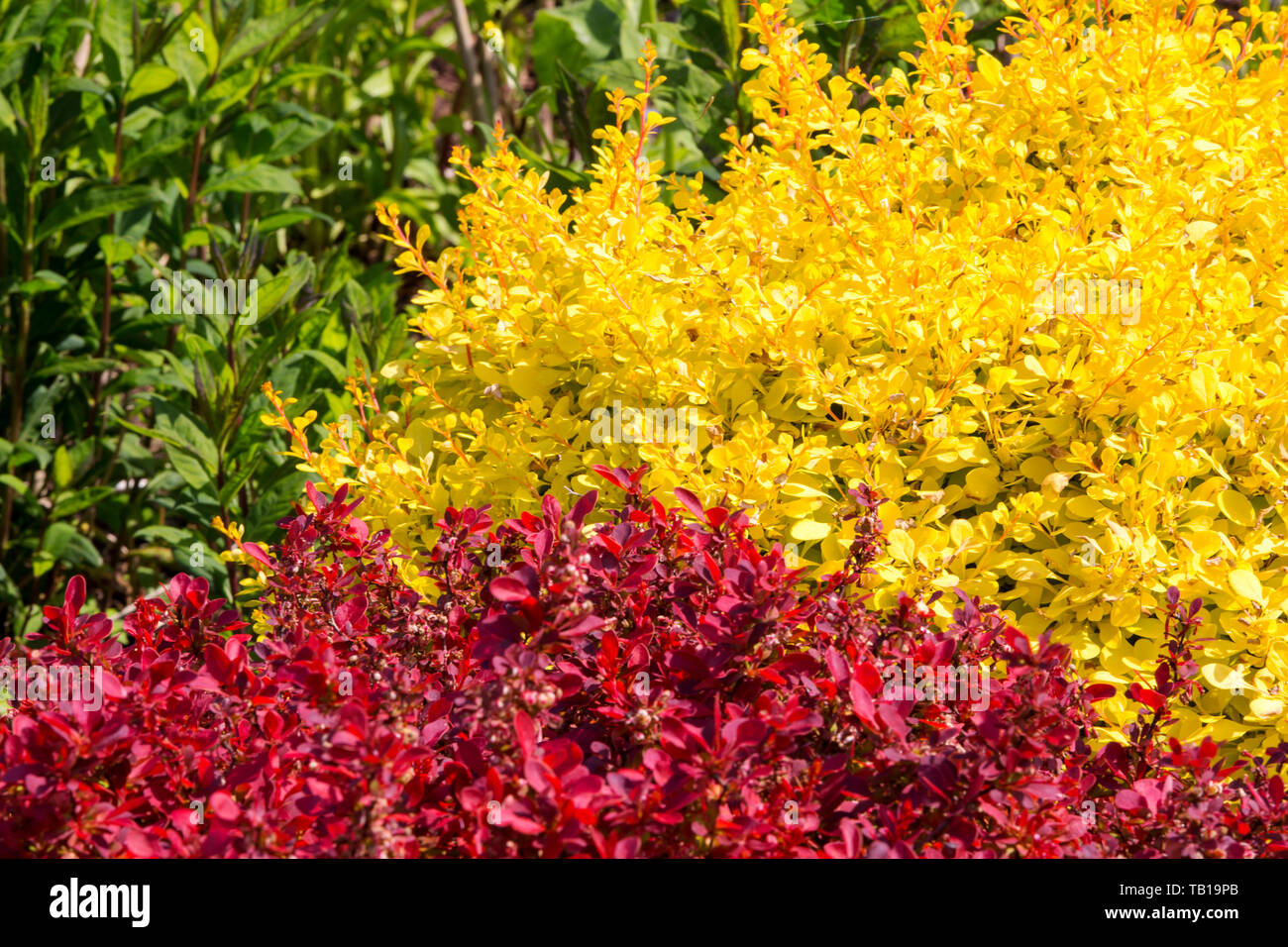 Colourful shrubs in Holehird Gardens, Windermere, Lake District, UK ...