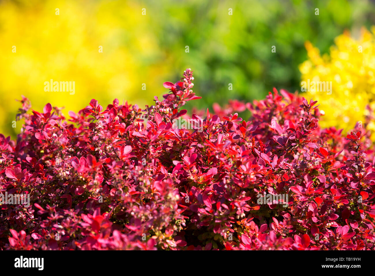 Colourful shrubs in Holehird Gardens, Windermere, Lake District, UK ...