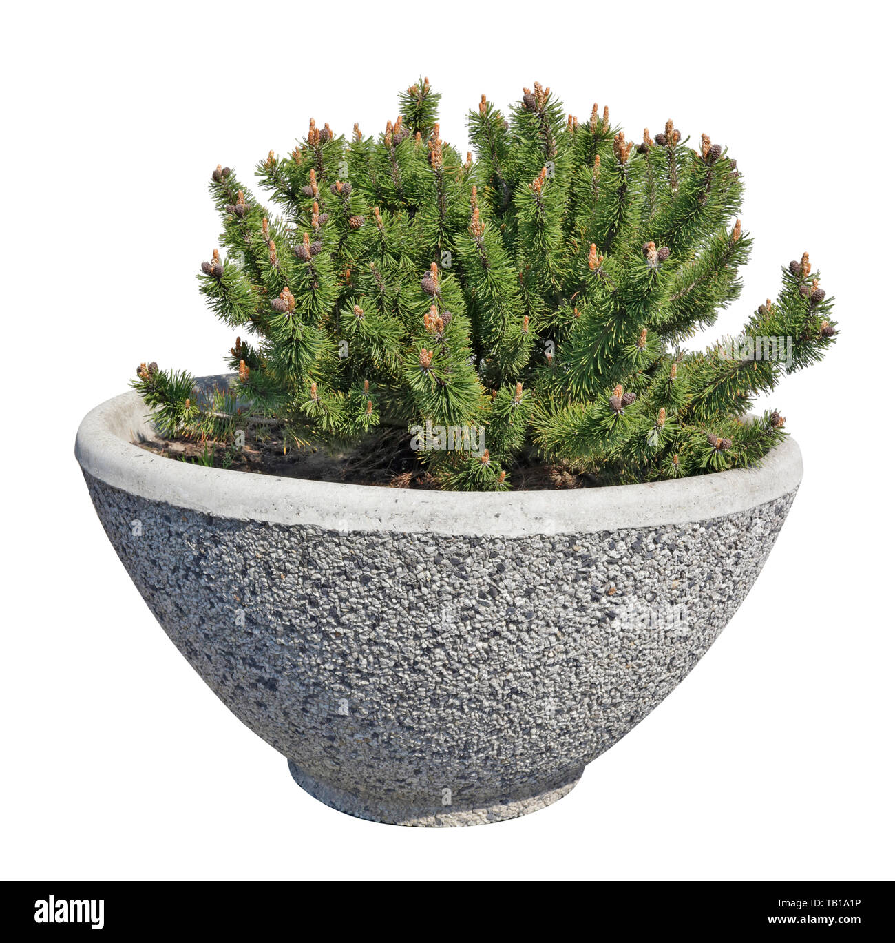 Bonsai style pine tree grow in a ceramic pot on city street. Isolated ...