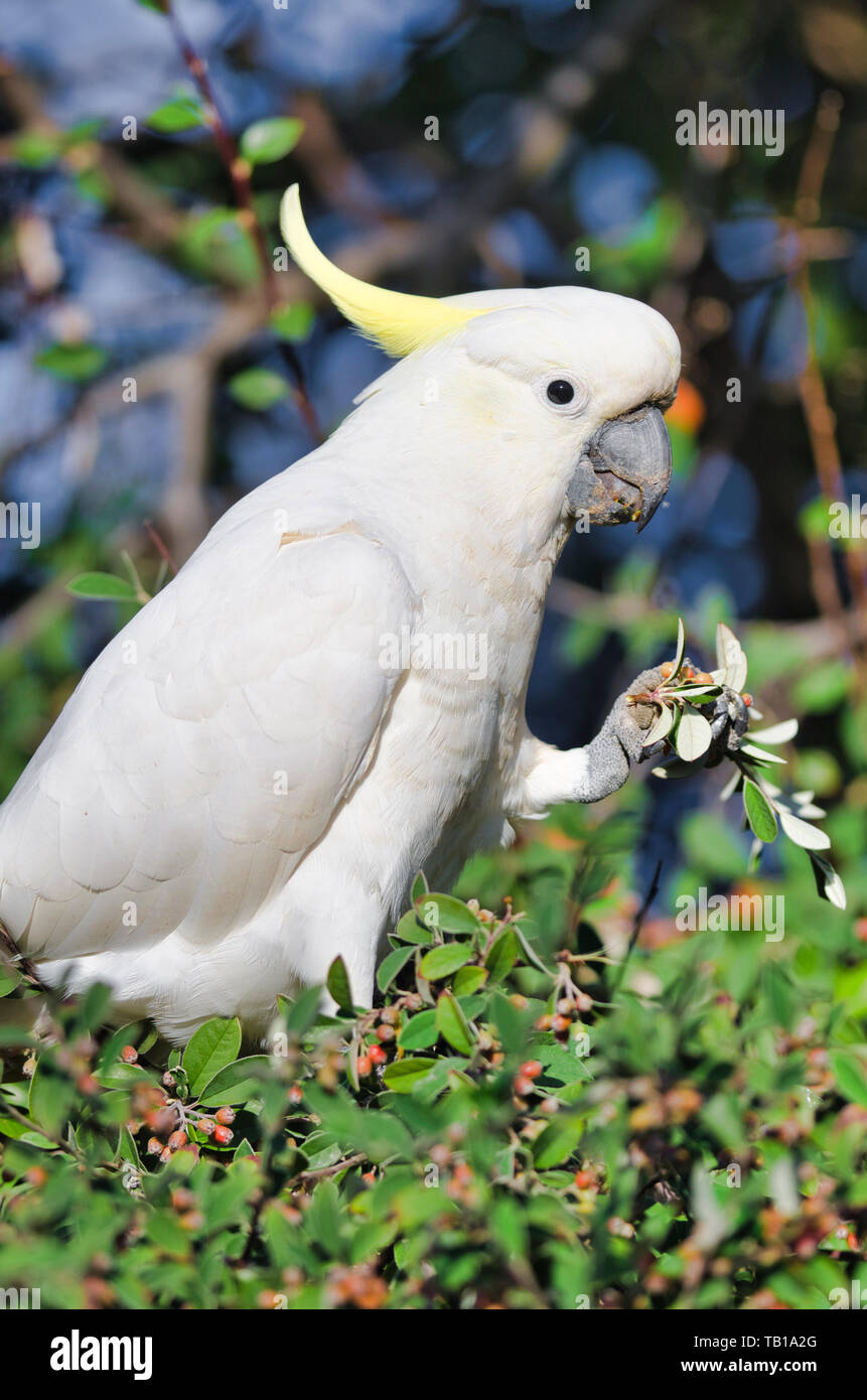 Australian white cockatoo eating from plant Stock Photo - Alamy