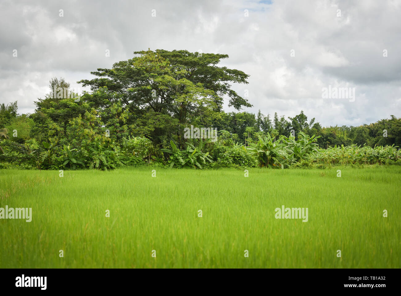 Fresh green rice field agriculture planting rice farming in the rainy ...