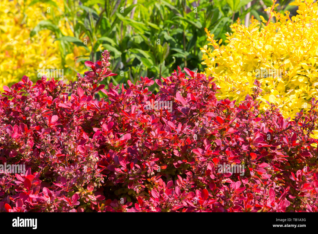 Colourful shrubs in Holehird Gardens, Windermere, Lake District, UK ...