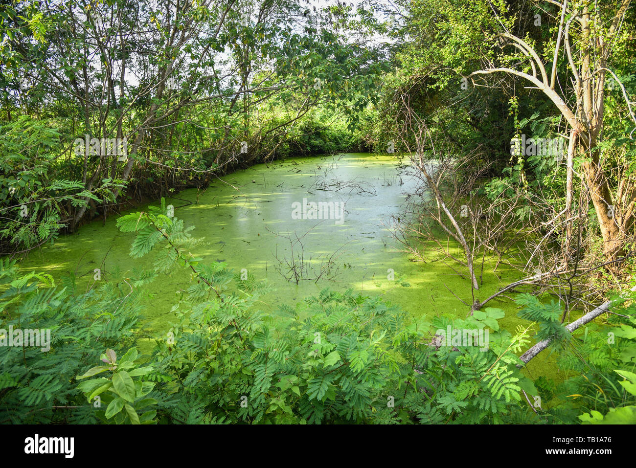 Seaweed floating on water surface hi-res stock photography and images ...