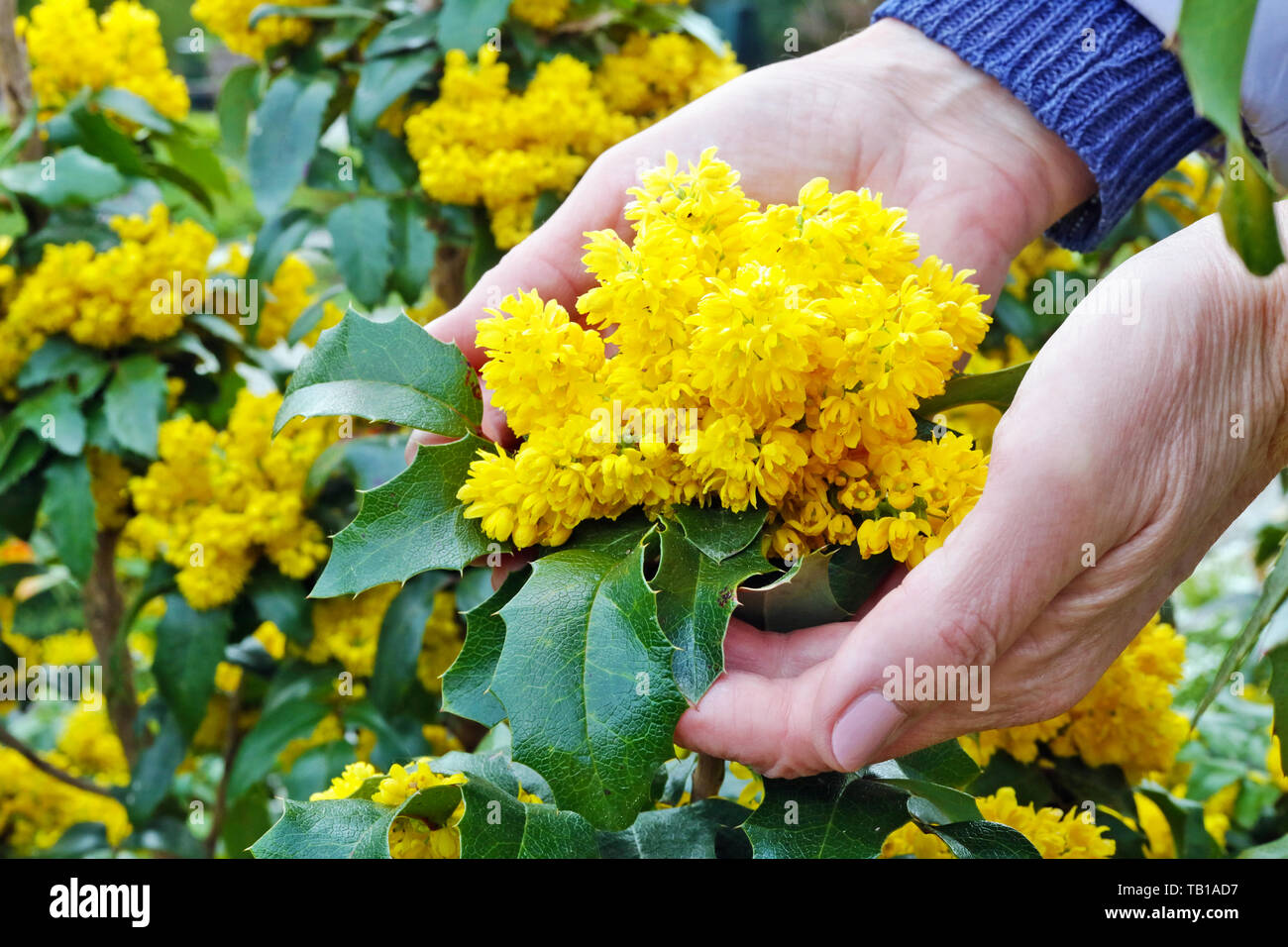 Spring of holly hi-res stock photography and images - Alamy