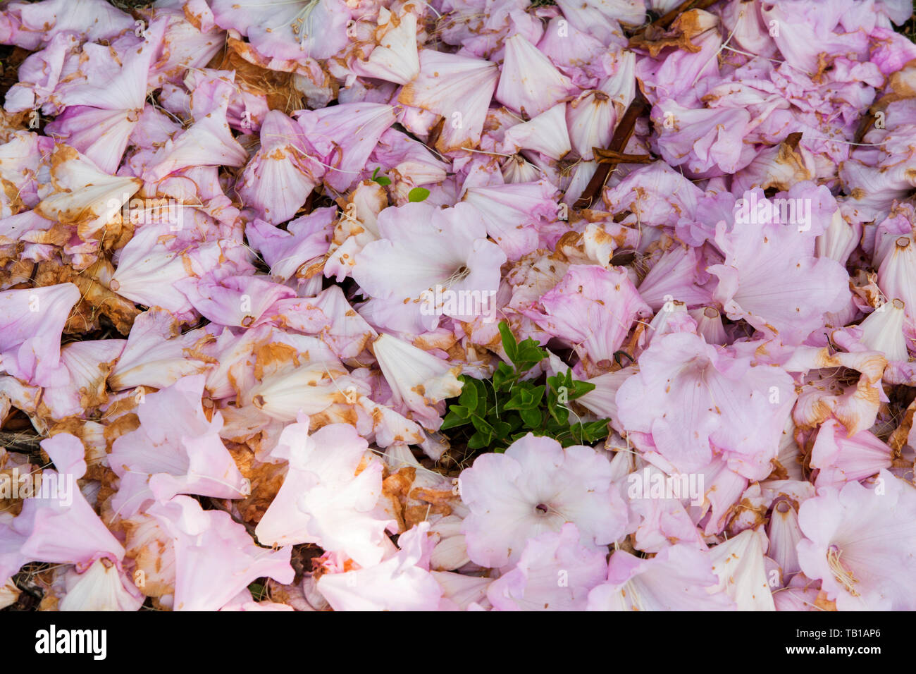 Dropped Rhododendron flowers in Holehird Gardens, Windermere, Lake ...