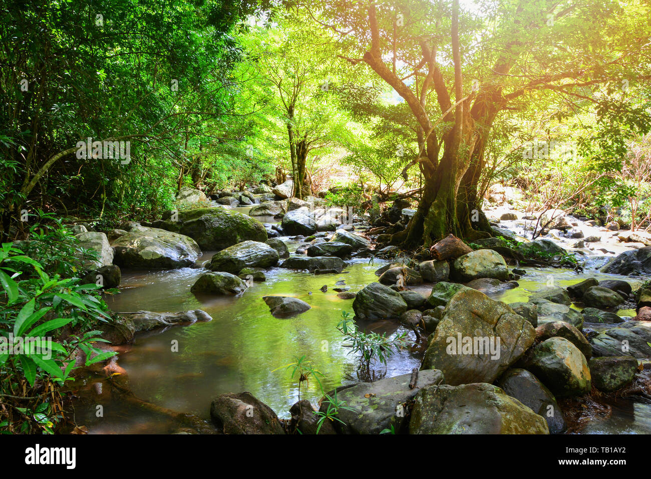 River stream landscape waterfall green forest nature jungle on the ...