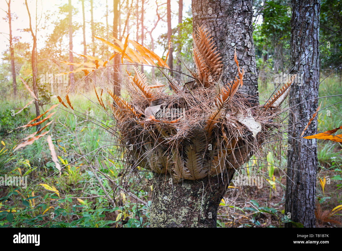 Straw tree ferns hi-res stock photography and images - Alamy