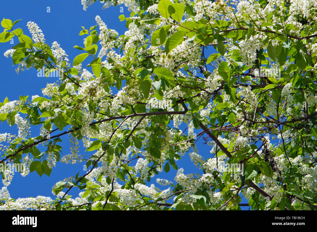 White spring blossom flowers of forest Bird Berry tree on April sky ...