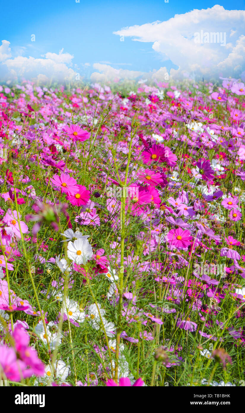 Bright Flowers Garden