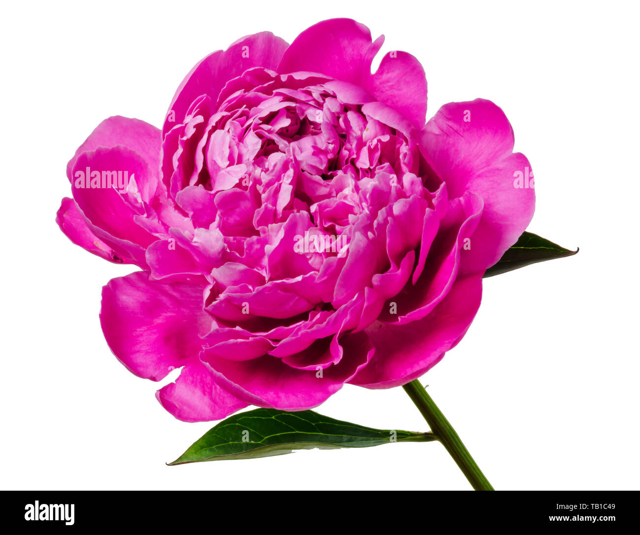 Peony flower isolated on white background Stock Photo - Alamy
