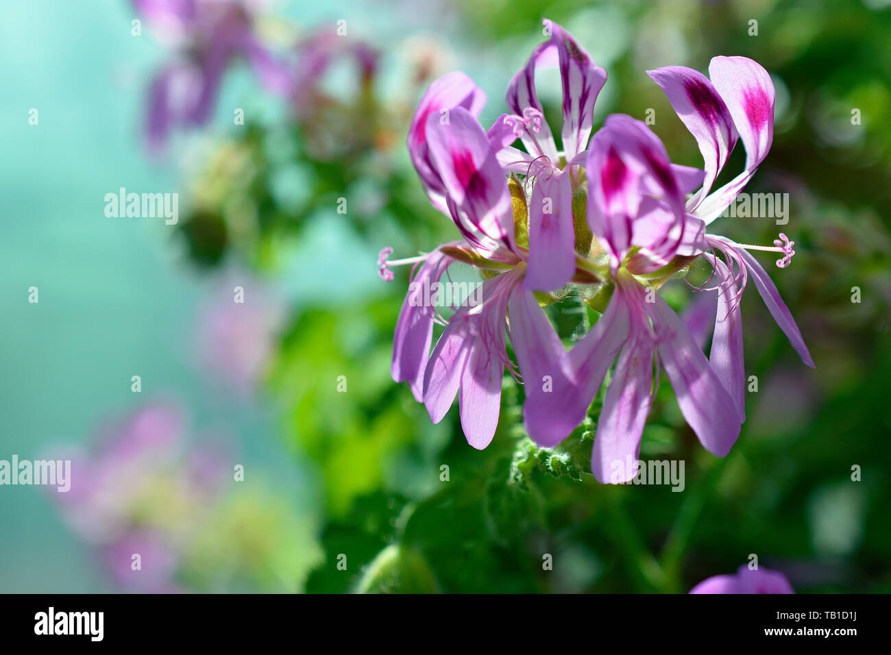 Rose geranium hi-res stock photography and images - Alamy