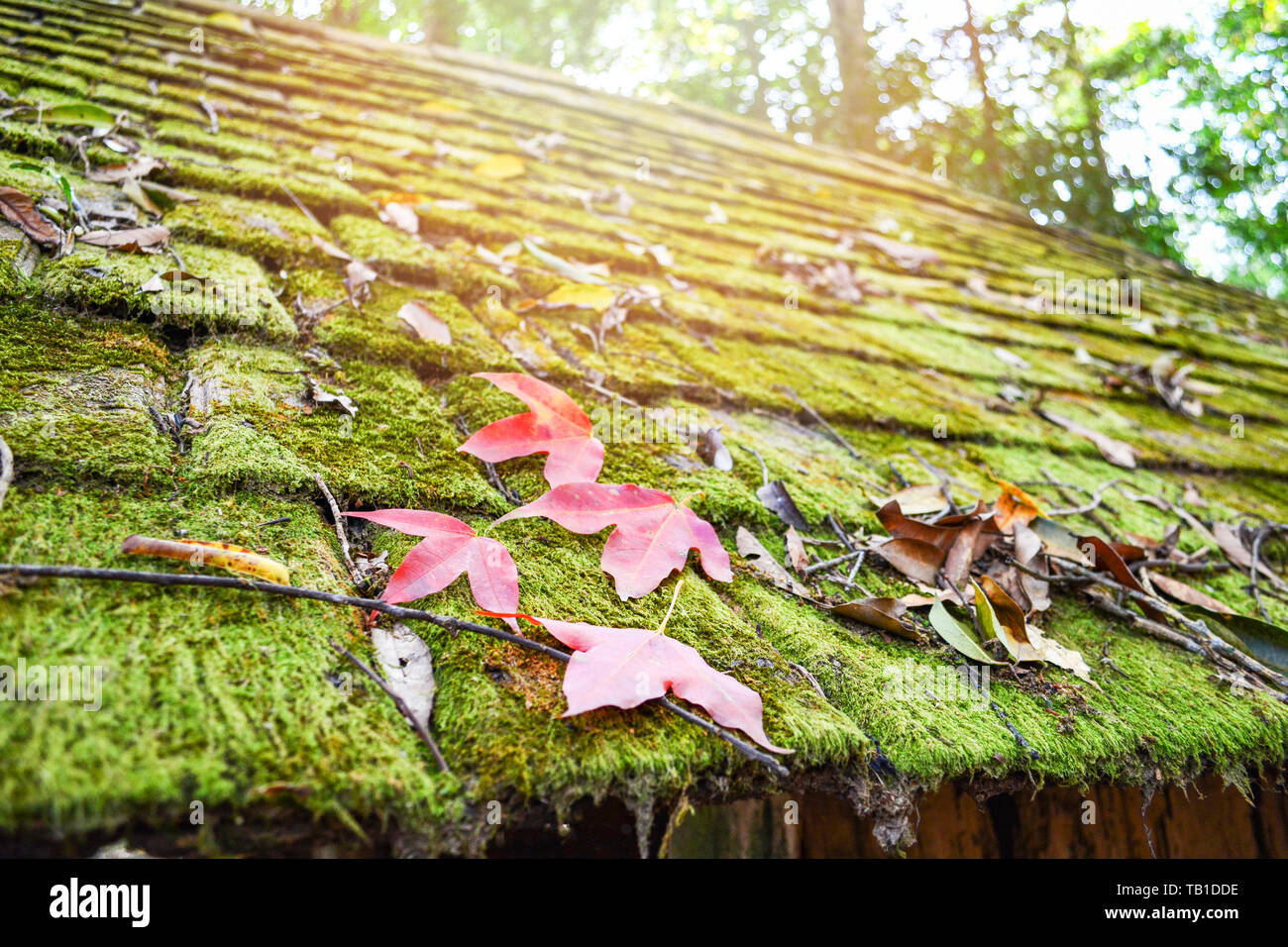 Shingle roof maple hi-res stock photography and images - Alamy